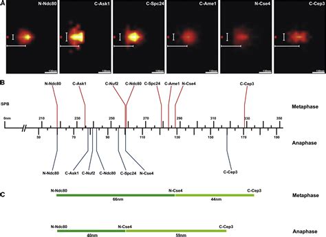 A 3d Map Of The Yeast Kinetochore Reveals The Presence Of Core And