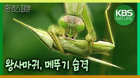 왕사마귀 메뚜기 습격 거미줄에 걸린 잠자리 곤충의 삶과 죽음 [환경스페셜 곤충의 세계 삶과 죽음] Kbs 20010801 방송 Youtube
