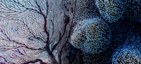 Does Gut Microbiome Affect Mental Health Jona