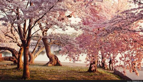 Cherry Blossom Aesthetic Wallpapers Wallpaper Cave