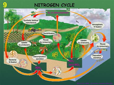 Prentice Hall Biology Nitrogen Cycle
