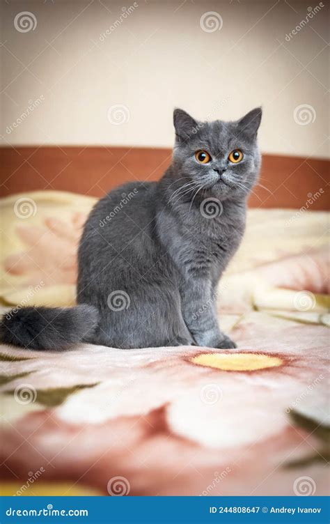 Portrait Of A Cat With Bright Orange Eyes British Shorthair Breed