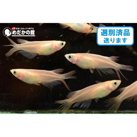 メダカ ピンク メラー ピンクメラーメダカ Ml4匹セット 送料無料 めだかの館ヤフー店 通販 Yahooショッピング