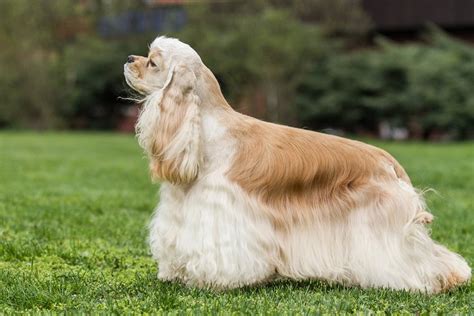 How Much Does An English Cocker Spaniel Cost 2025 Price Guide Hepper