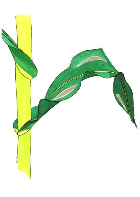 Northern Corn Leaf Blight — Hgpennington Art