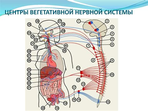 Нервные центры и их свойства презентация онлайн