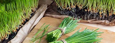 Best Wheatgrass Supplements Of 2019