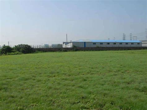 野牛草草坪每年都要重新种植吗野牛草的种植方法 花海建设 长景园林网