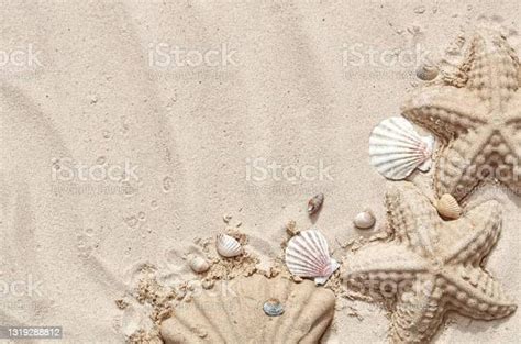 불가사리의 형태로 모래모델링과 껍질 사이 모래에 껍질 껍데기에 대한 스톡 사진 및 기타 이미지 껍데기 남쪽 모래 Istock