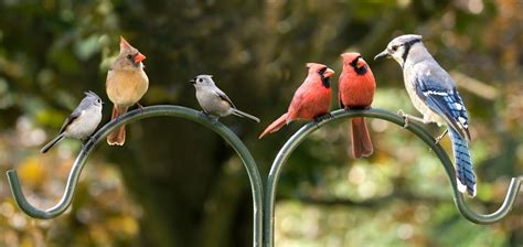 15 Intriguing Facts About Wildlife Conservation Facts Net