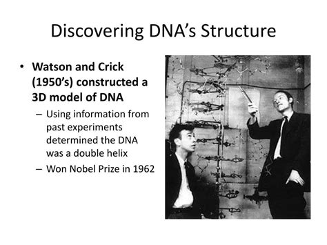 PPT The Structure Of DNA PowerPoint Presentation Free Download ID 1607252