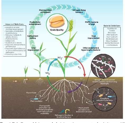 Figure 1 From Effect Of Biofertilizer In Organic And Conventional