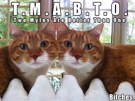 Tmabto Mylo The Cat Know Your Meme