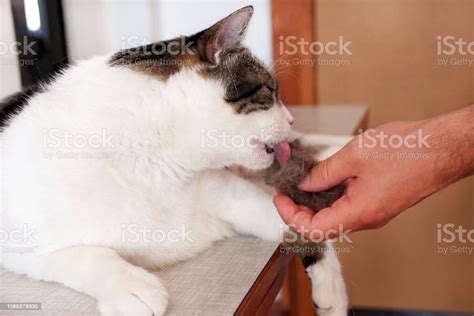 고양이 모피에 대 한 배려 손 빗 고양이 빗질입니다 남자 솔 질 머리와 브러시 빗 테이블에 고양이의 모피 고양이 그녀의 소유자와