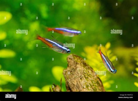 Cardinal Tetra Male Female Differences