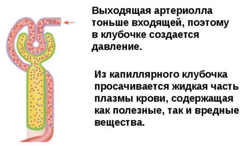 Нирки розташування будова функції та роль в організмі людини