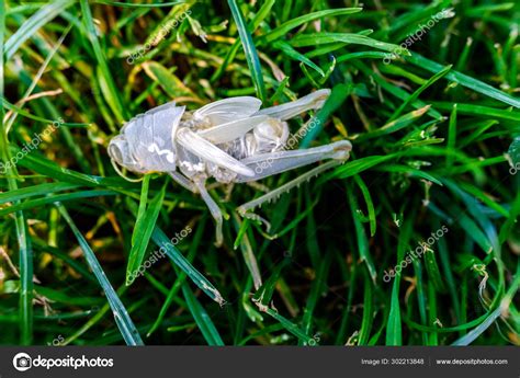 Grasshopper Life Cycle