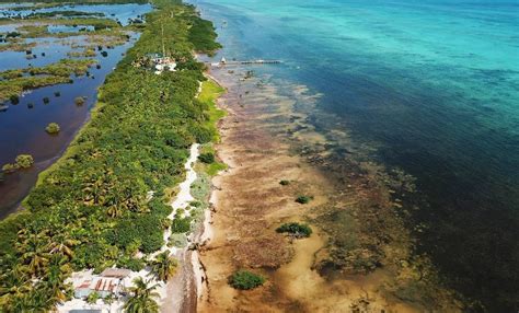 Corales y tiburones snorkel en el atolón más grande de México