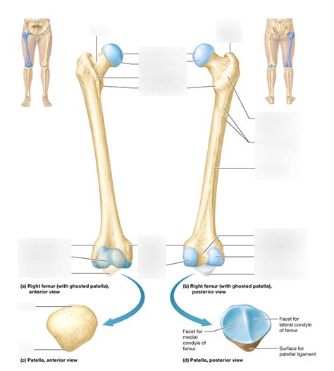Appendicular Skeletal System Femur Anterior And Posterior View
