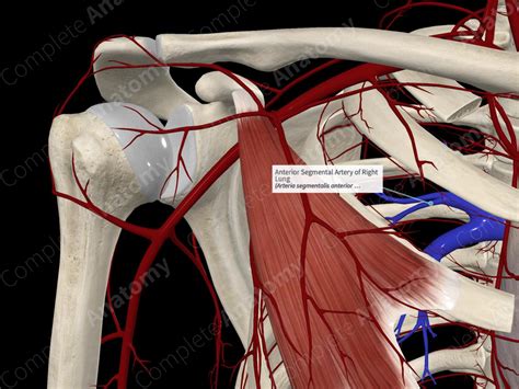Anterior Segmental Artery Of Right Lung Complete Anatomy