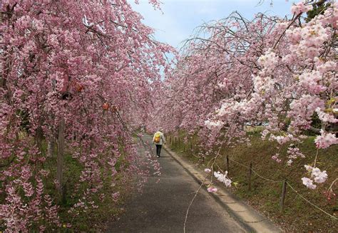 たけべの森公園の桜