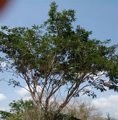 Lysiloma Acapulcense From Carretera Ciudad Valles Mante Km Ejido