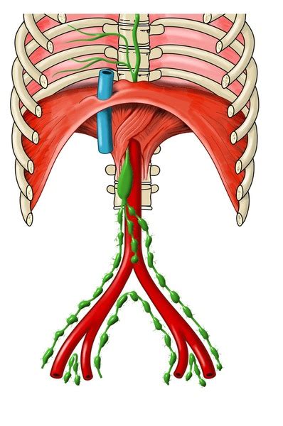 Cisterna Chyli Embryology And Surgical Anatomy Of The Mediastinal