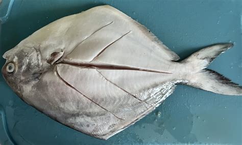 Deep Fry White Pomfret With Pork Mushroom And Bamboo Shoot In Brown