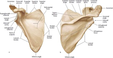 Right Scapula Anterior View