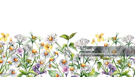 카모마일 쐐기풀 Lungwort Chelidonium 약용 식물의 매끄러운 테두리는 흰색으로 분리된 수채화 그림입니다 보라색