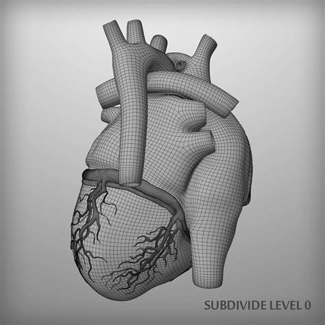 Человеческое сердце 3d Модель 99 Obj Fbx Ma Free3d