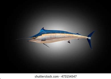 Marlin Swordfishsailfish Saltwater Fish Istiophorus Isolated Stock Illustration