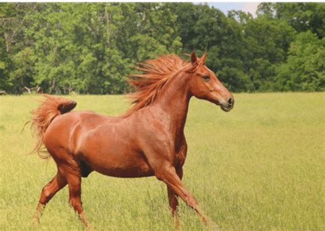 Sorrel Vs Chestnut Horse What Is The Difference