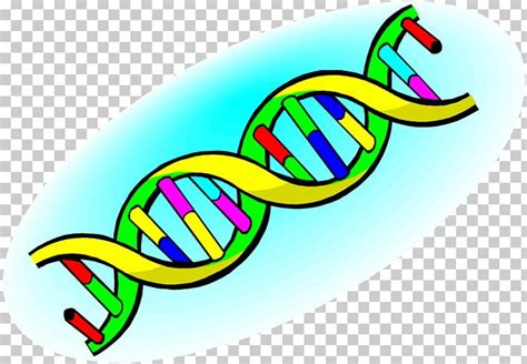 Nucleic Acid Double Helix Dna Nucleic Acid Structure Png Clipart Area