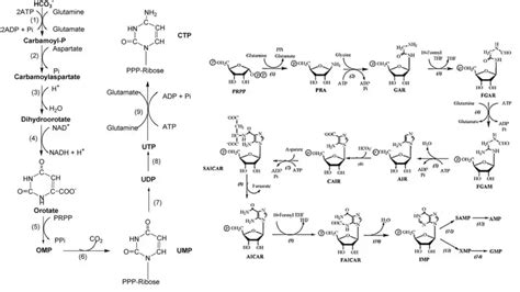 Nucleotide Biosynthesis Pathways Salvage Pathway And De Novo