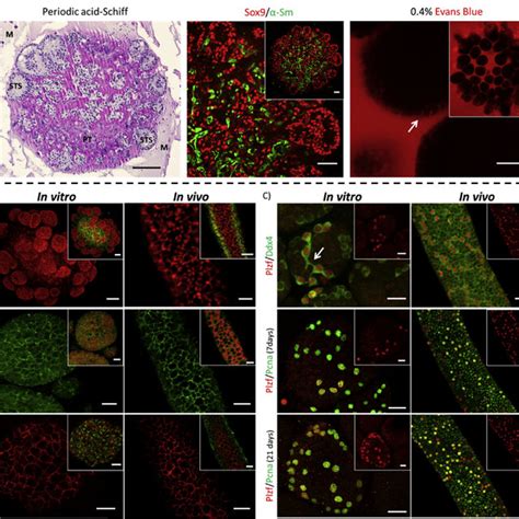 Schematic Representation Of Testicular Organoid Generation Via The