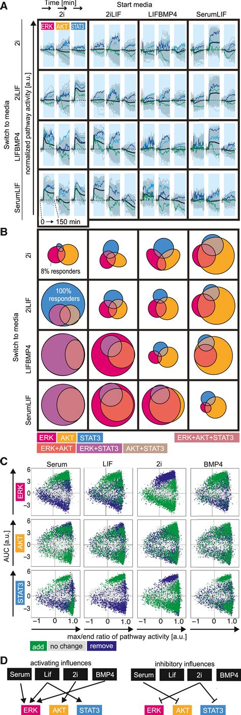 Embryonic Stem Cell Erk Akt Plus Stat3 Response Dynamics Combinatorics Are Heterogeneous But