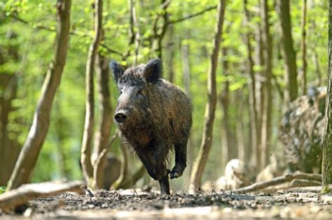 CHEVREUIL Des Naissances Sous Conditions Nutritionnelles Hunting Performance