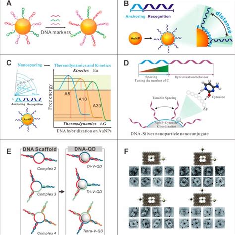 Dna Nanostructures With Nps A Multicolor Nanobeacons Adapted From Download Scientific