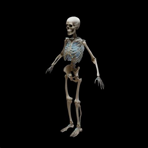Poseable Skeleton Figurine 3d Model By Mranycad