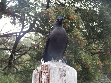 Free Images Wildlife Fauna Vertebrate Perching Bird 4608x3456