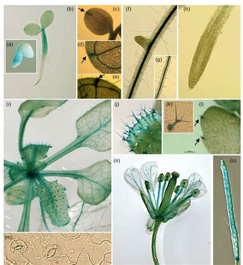 Figure 1 From Novel Roles For Phospholipase C In Plant Stress Signalling And Development