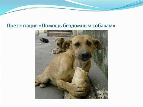 Помощь бездомным собакам презентация онлайн