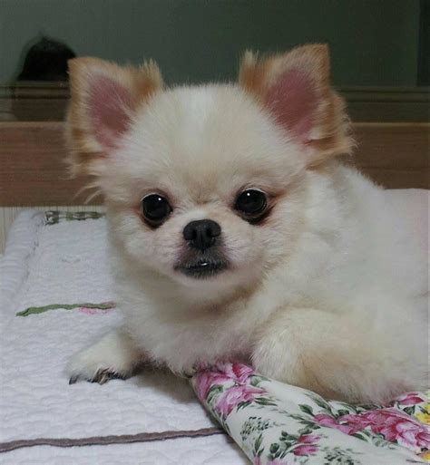 유기견의 마음 울산 사시는 분 한번만 봐주세요 울산 무거동 옥현 3단지 쪽 잃어버린 날자