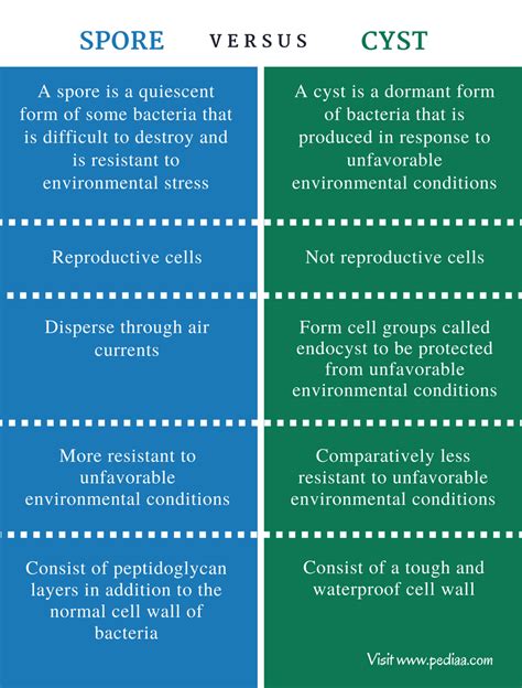 Difference Between Spore And Cyst In Bacteria Definition Features Function