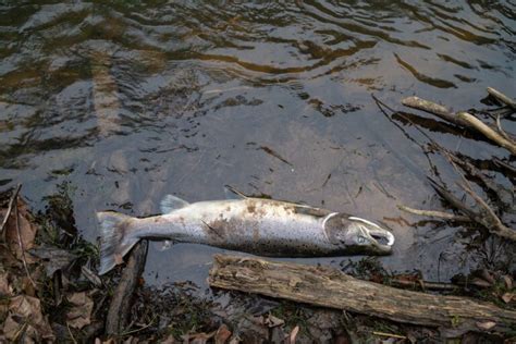 Why Wild Salmon Matter The Atlantic Salmon Trust