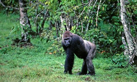 Western Lowland Gorilla Species Wwf