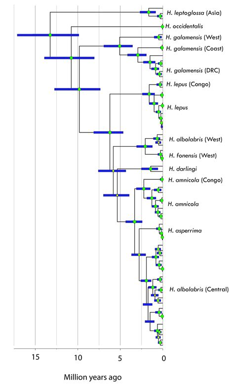 Time Calibrated Phylogeny Based On A Molecular Clock For Mitochondrial