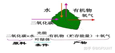 植物叶片的光合作用速率测定实验 步骤 结果计算 知乎