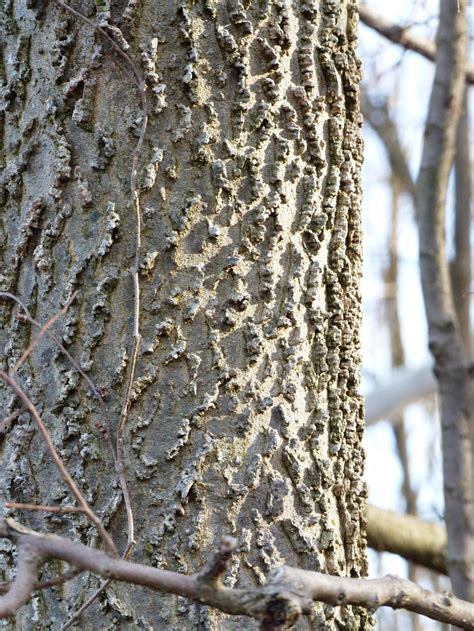 How To Identify Tree Types By Bark Tatiana Tinsley